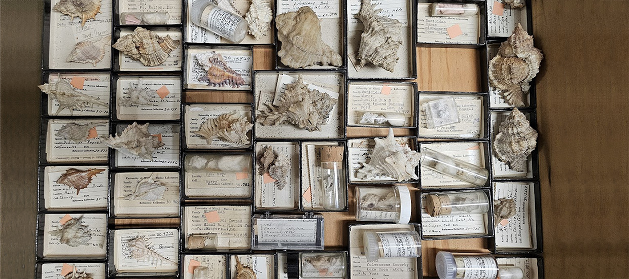 Marine Invertebrate Biology & Evolution | Master of Professional Science